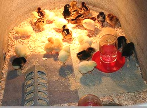 Biology For All: Poultry-Layers-Broilers